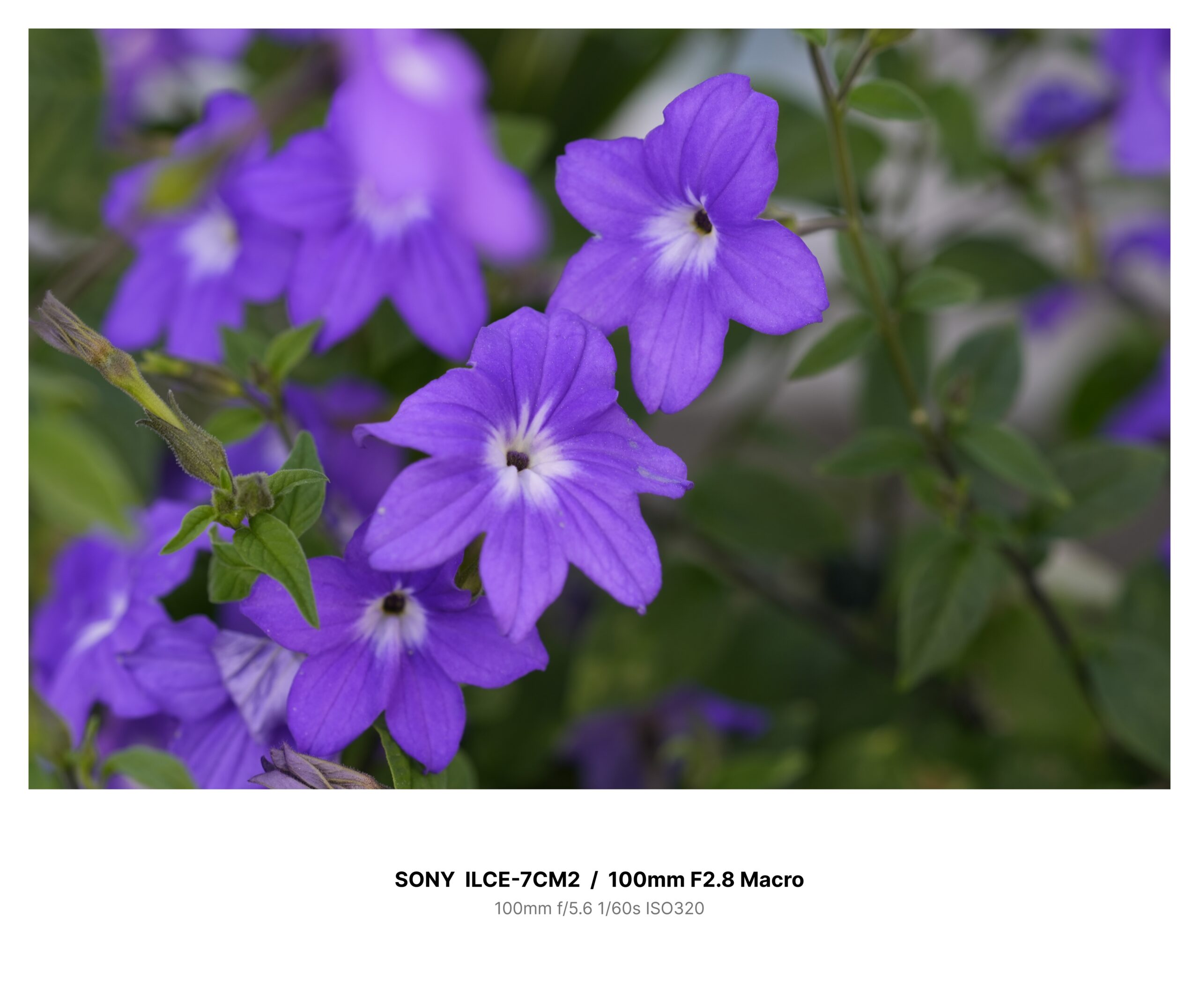 SONYのα7cII+100mm F2.8 Macro(SAL100M28)の組み合わせで撮影してみた(5)(東山動植物園温室編 ...